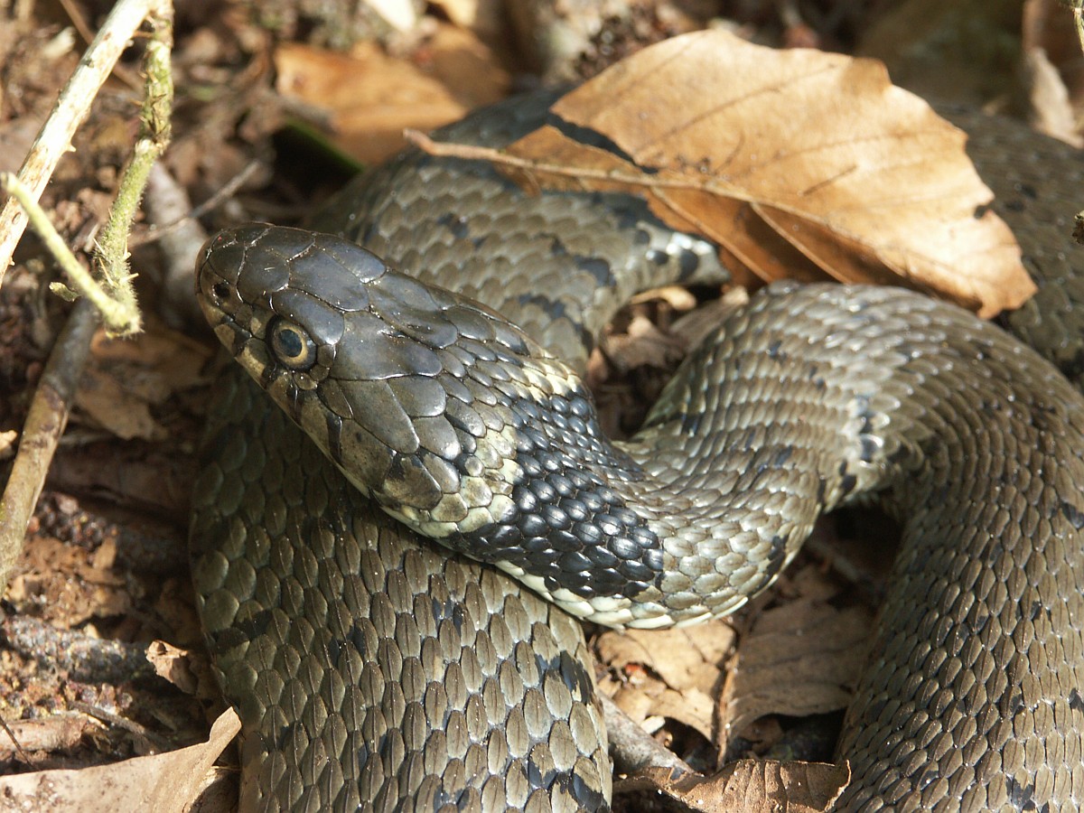 Natrix natrix, Grass Snake